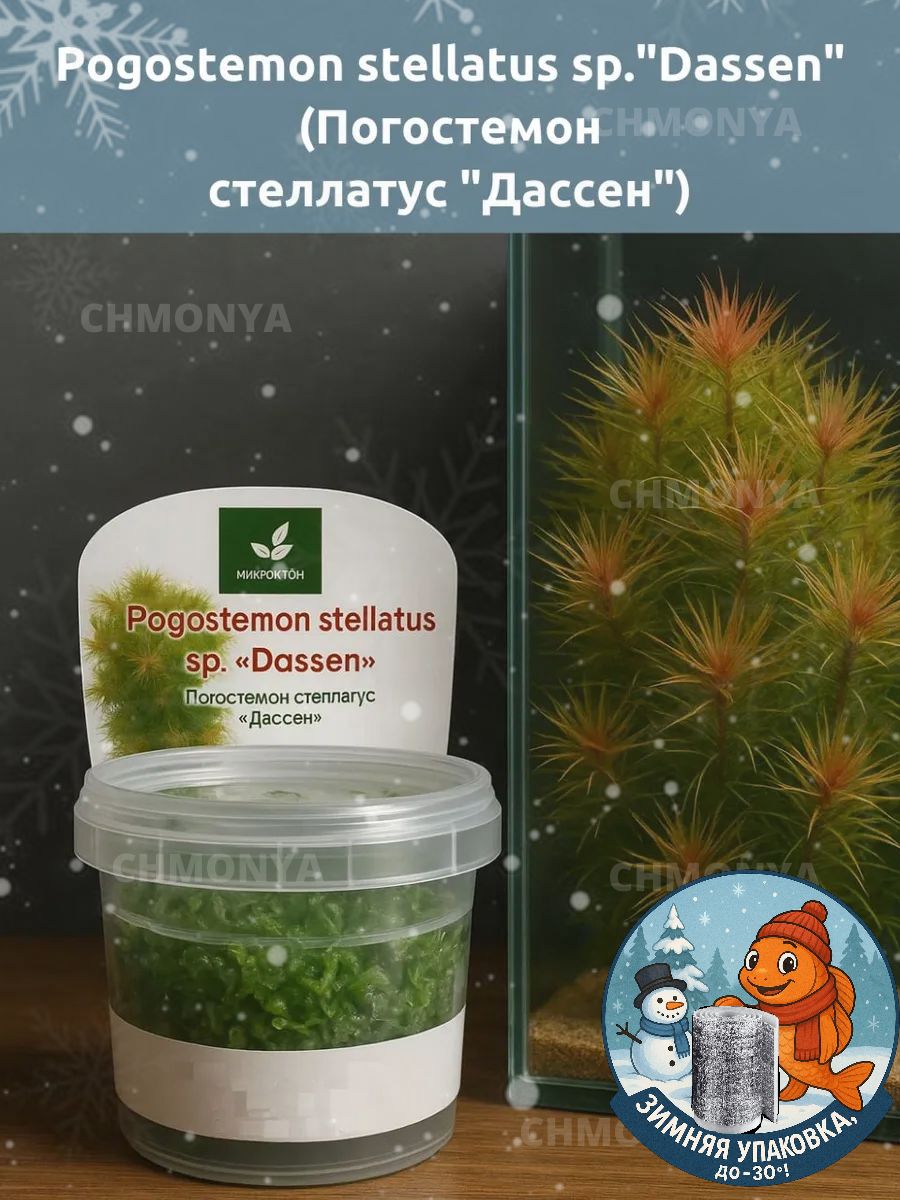 Меристемное растение "Погостемон стеллатус Дассен" (Pogostemon ...