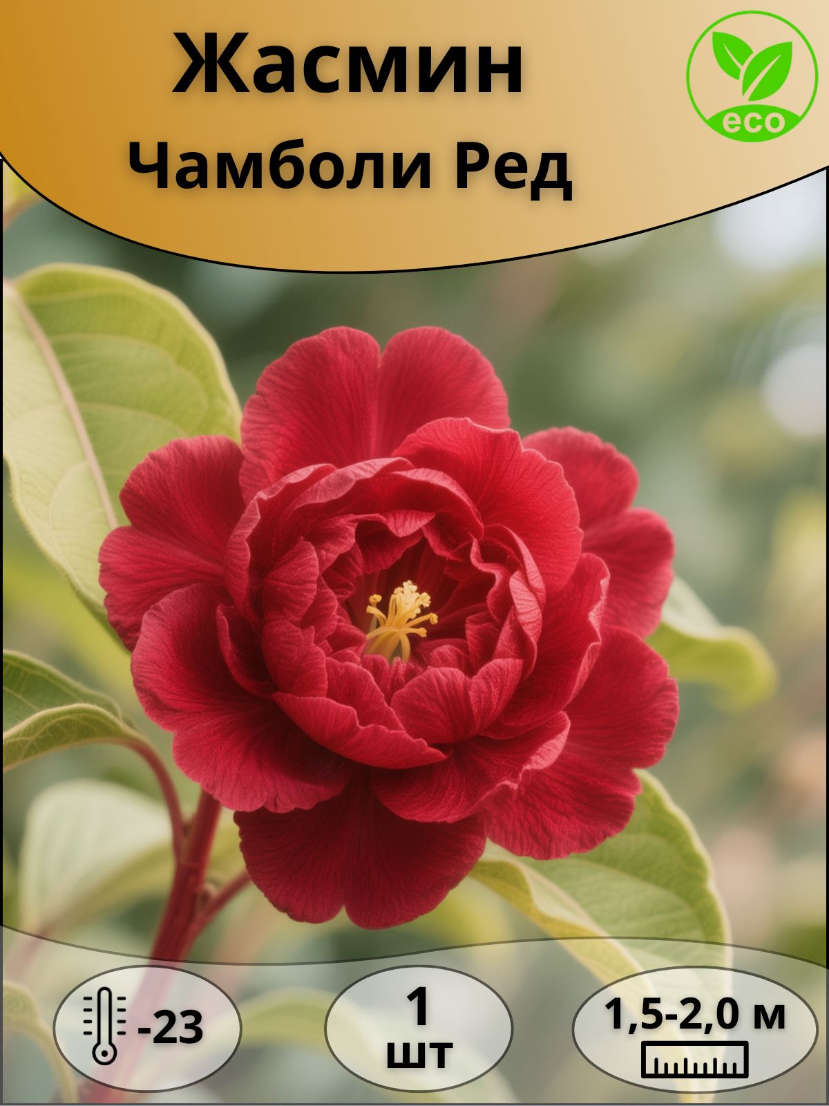 Жасмин Чамболи Ред 1 шт купить на OZON по низкой цене (3309637148)