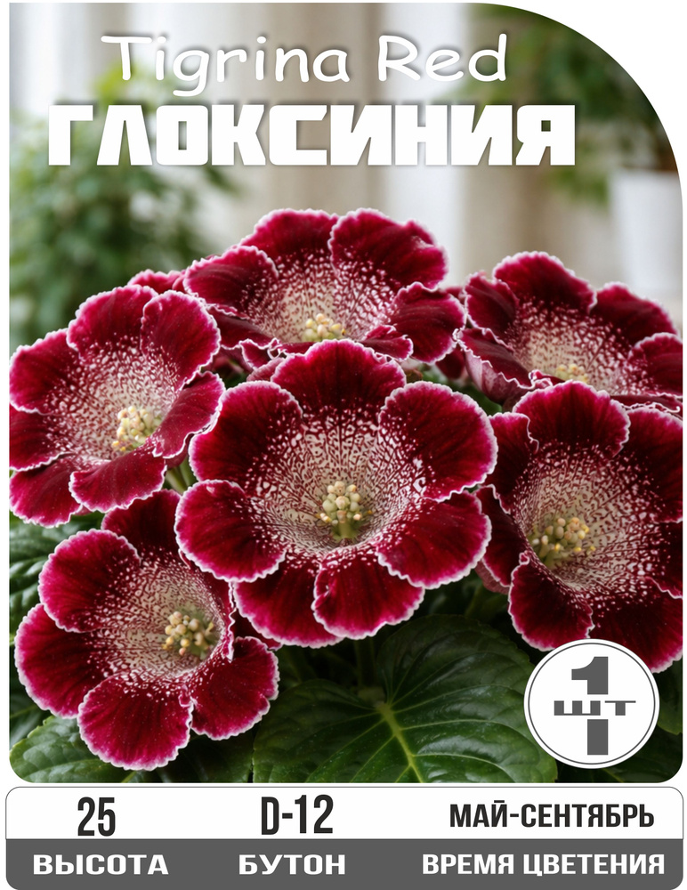 Глоксиния Тигрина Ред, клубни луковица 1шт. купить на OZON по низкой ...