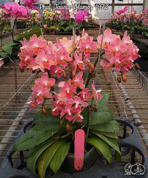 Живая орхидея фаленопсис № 490, Taiwan Glamor '1972', размер 2,5" сейчас не цветет купить на ...