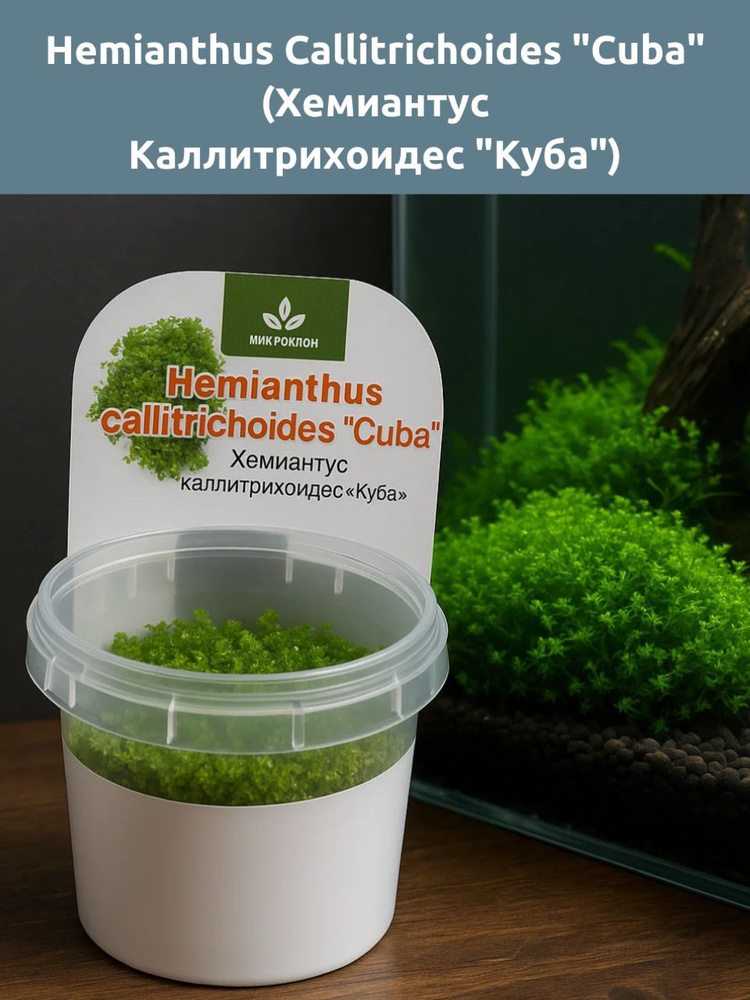 Меристемное растение Хемиантус Каллитрихоидес "Куба" (Hemianthus ...