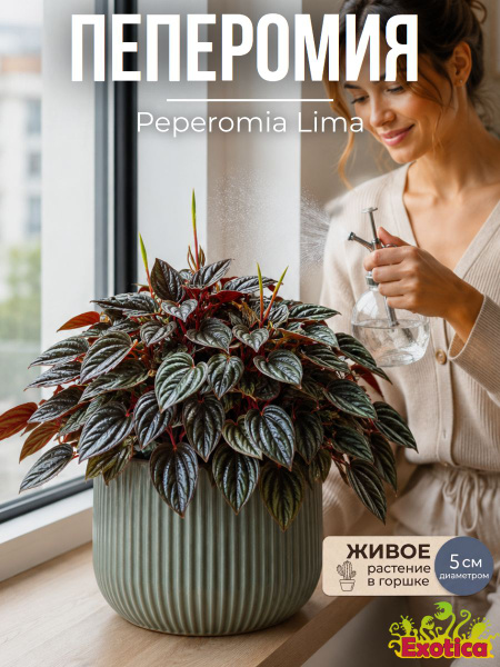 Пеперомия Лима (Peperomia Lima) D5см, домашнее растение купить на OZON ...