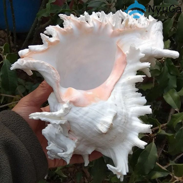 16-23 СМ Натуральная большая коралловая раковина-ракушка для домашнего декора купить на OZON по ...