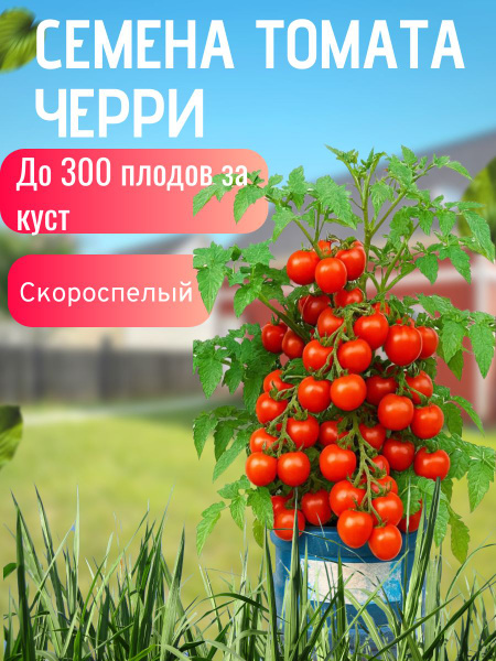 Томаты 2_12345678_Тчерри, 0.4 г - купить с бесплатной доставкой в OZON ...