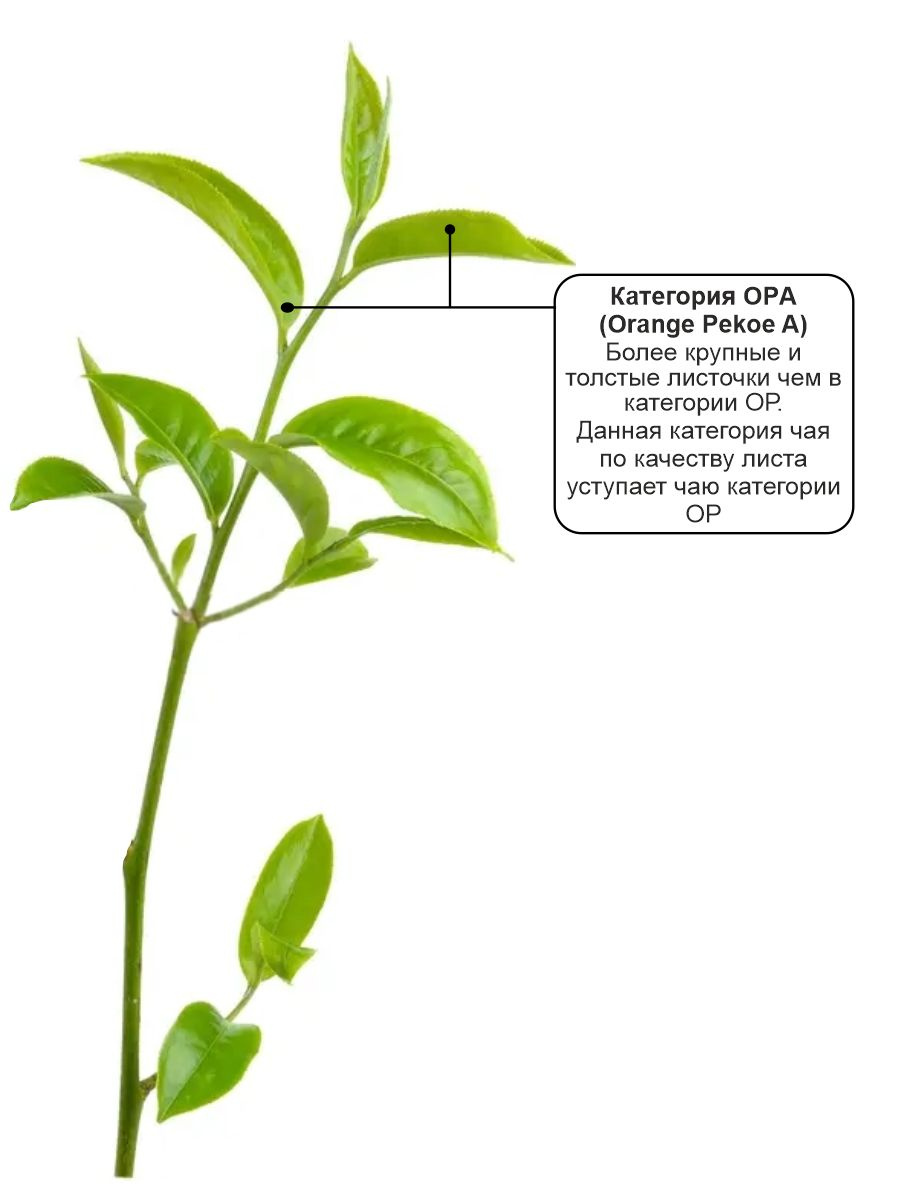Цейлонский черный листовой чай категория OPA (Orange Pekoe A), 50 гр ...