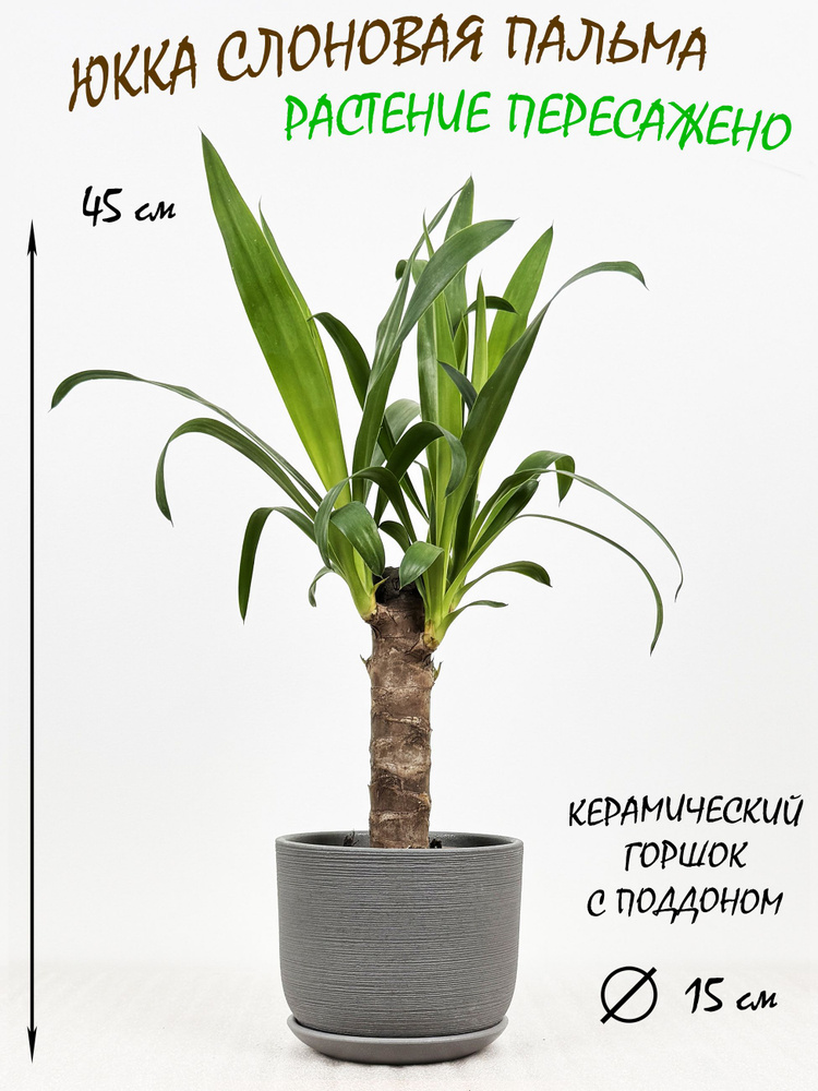 Юкка в сером керамическом горшке с поддоном, высота 45-50см купить на ...