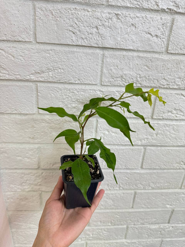 Фикус Бенджамина Голден Моник (Ficus benjamina Golden Monique ...