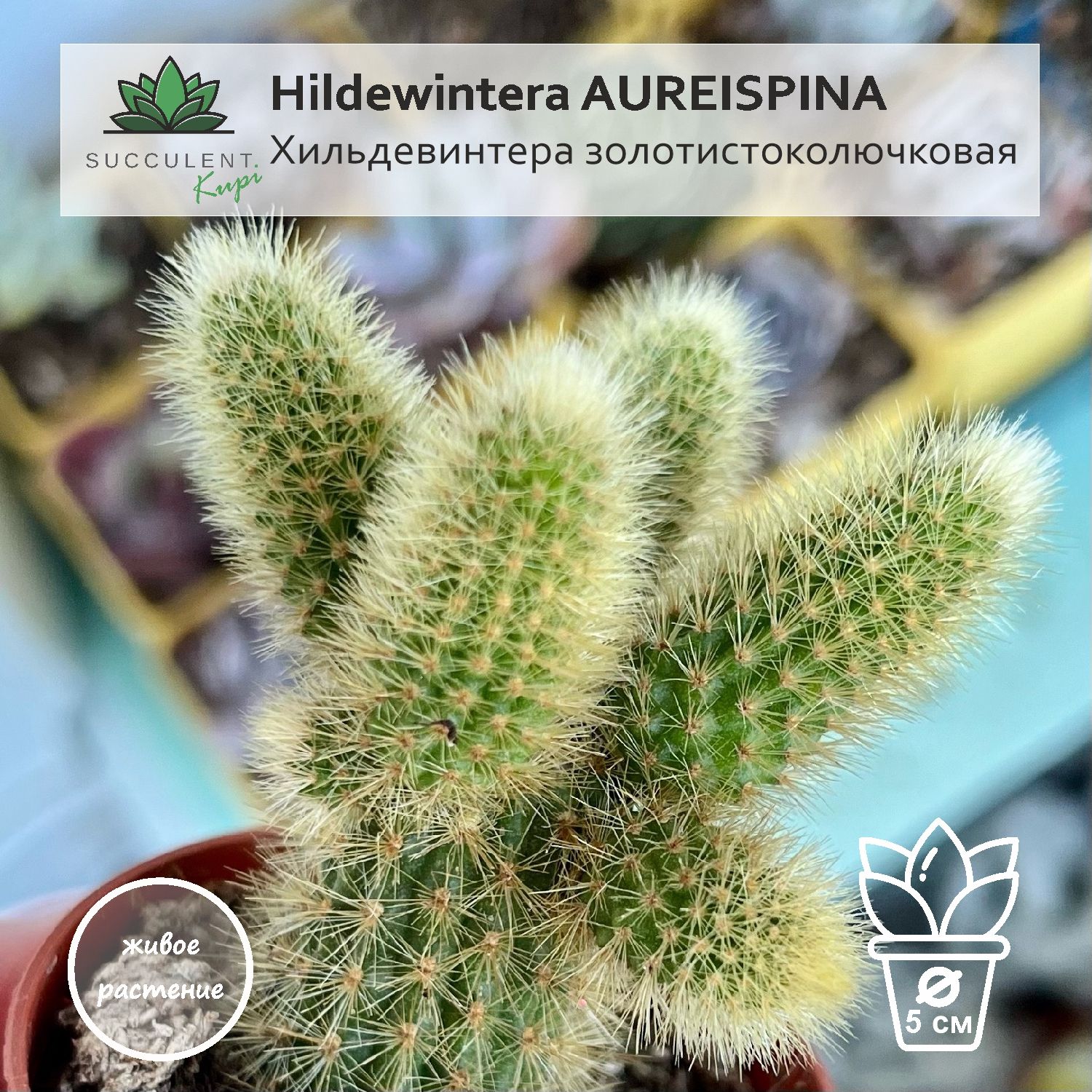 Hildewintera AUREISPINA / диаметр горшка 5 см / Хильдевинтера ...
