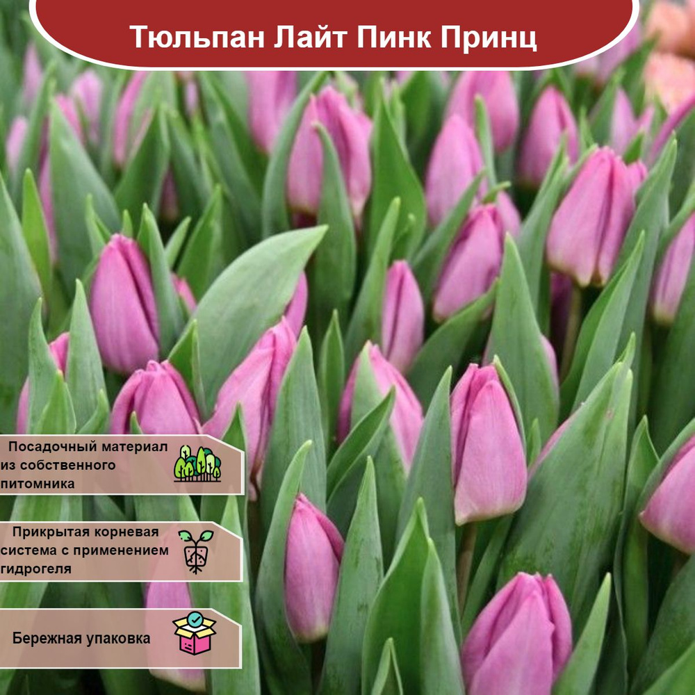 Тюльпан Лайт Пинк Принц - купить с доставкой по выгодным ценам в ...