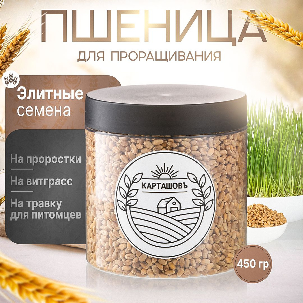 Пшеница для проращивания - элитные семена , на ростки для микрозелени и ...