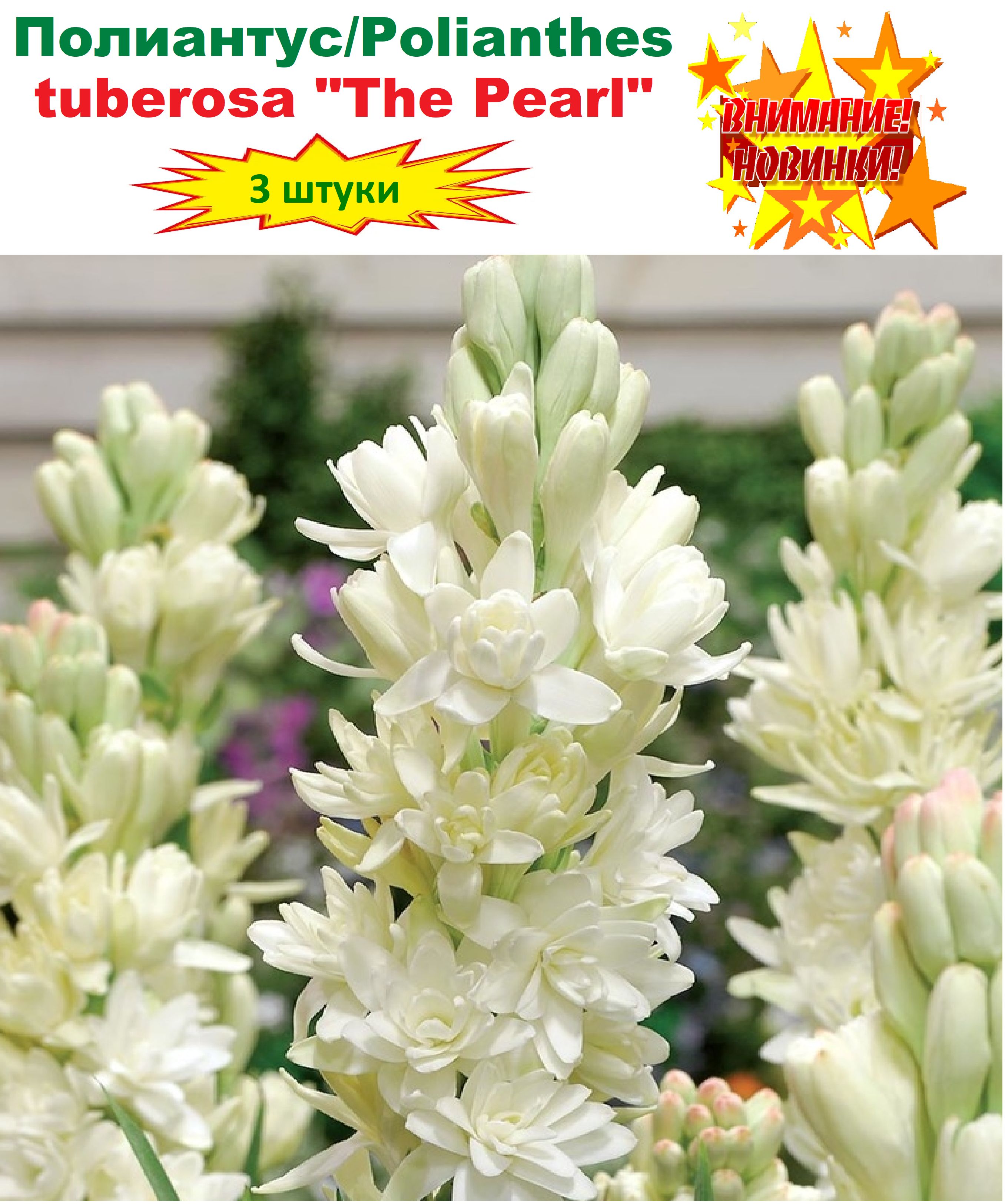 Полиантус / Polianthes tuberosa "The Pearl" (1х3шт) купить на OZON по ...