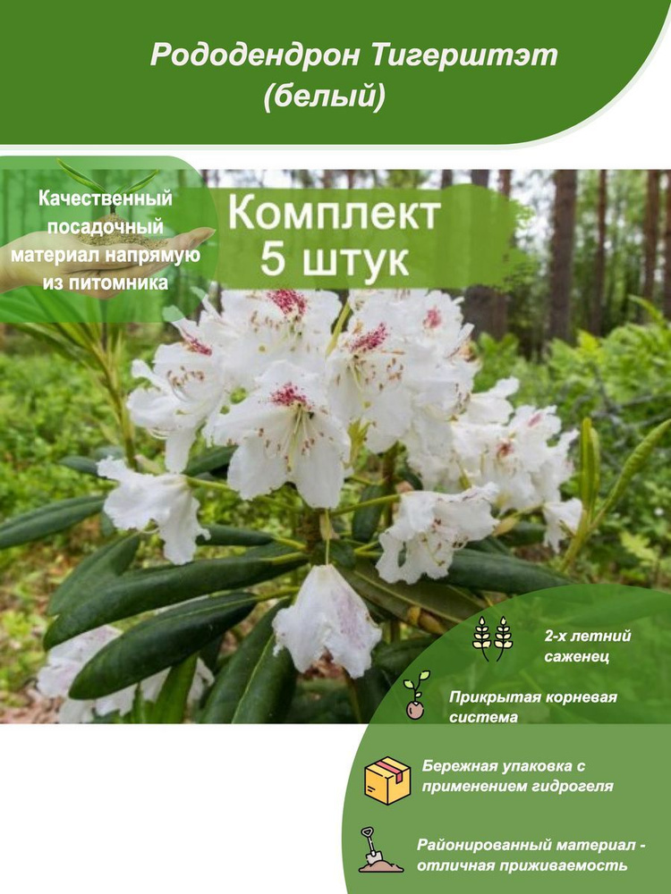 Посадочный материал. 5шт / Рододендрон Тигерштэт (белый) для посадки в ...