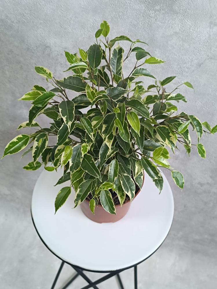 Фикус Бенджамина Кинки D12/35см купить на OZON по низкой цене (2037837167)