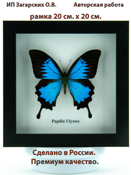 Бабочка в рамке Papilio Ulysses (Парусник Улисс). 20*20*3.3 Индонезия ...