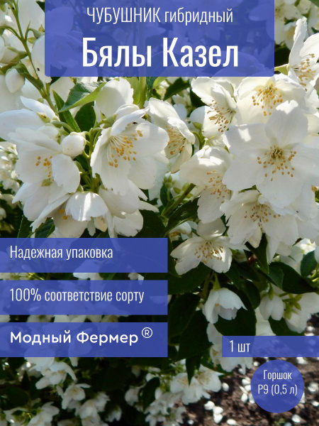 Чубушник гибридный Бейли Карзел, саженец в горшке 0,5 л купить на OZON ...