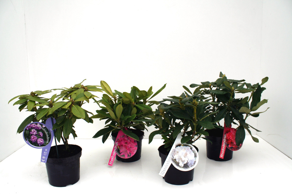 Растение Рододендрон микс 875627 С2 H20-25 купить на OZON по низкой цене (1721905457)