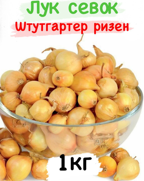 Штутгартер ризен зелень, 1000 г - купить с бесплатной доставкой в OZON ...