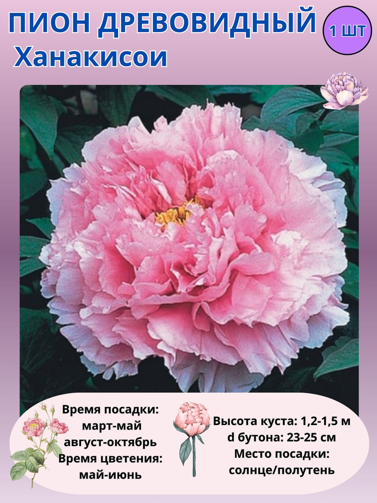 Пион древовидный Ханакисои, многолетние цветы для сада купить на OZON ...