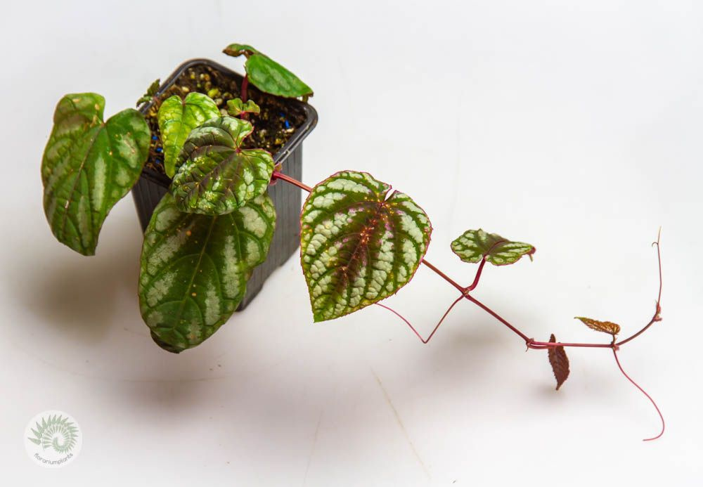 Cissus Discolor (циссус дисколор) купить на OZON по низкой цене ...