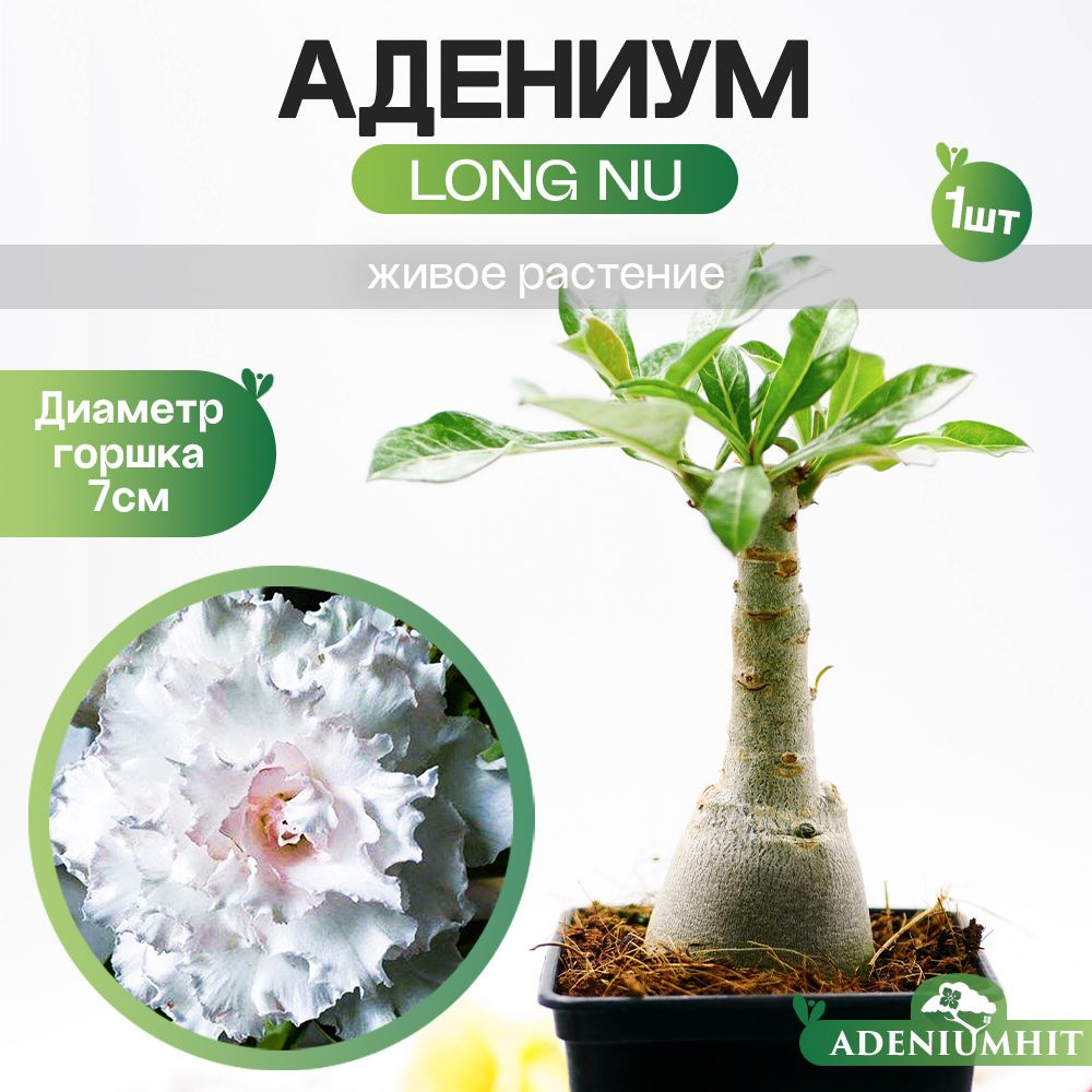 Адениум Long Nu / Живое растение Adenium Obesum, D7см купить на OZON по ...
