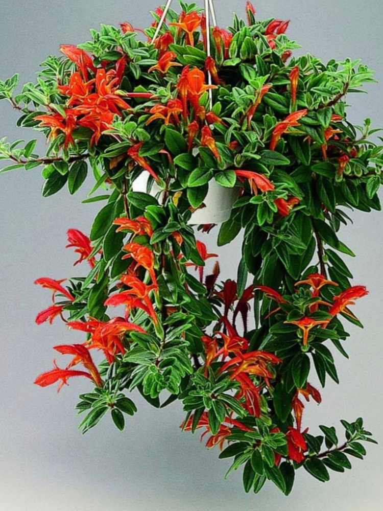 Колумнея аргута Columnea Arguta, 1 срез. купить на OZON по низкой цене ...