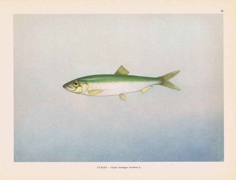 Рыбы. Салака (балтийская сельдь). Антикварная офсетная литография. СССР, Москва, 1949 год ...