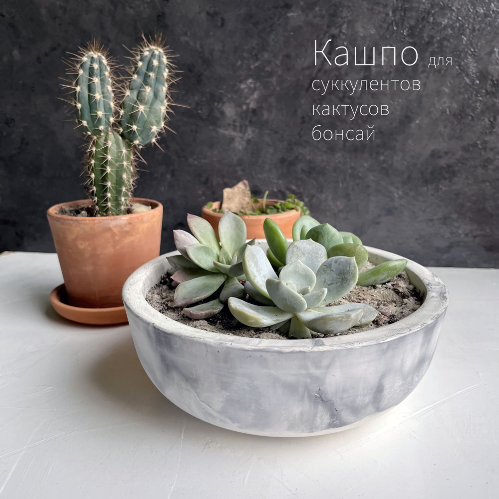 Кашпо для суккулентов и кактусов, бонсай. Диаметр 19 см, высота 6,5 см ...