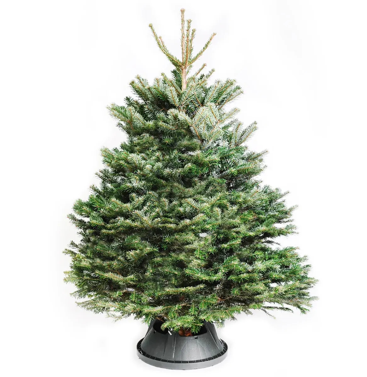 ODEN TREE Елка живая Пихта Нордмана 125-150 см купить на OZON по низкой ...