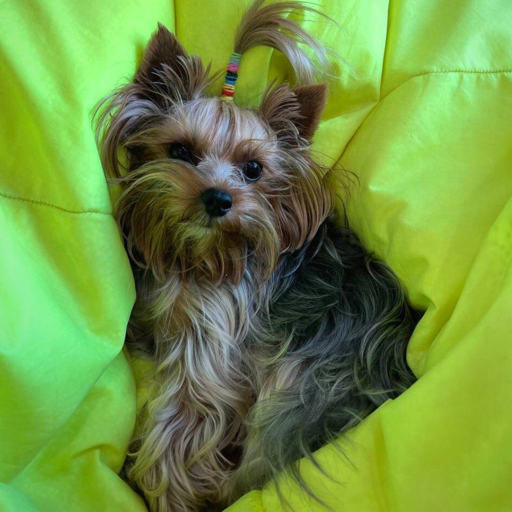 Резинки для собак, маленьких и средних пород. Силиконовые, прочные ...