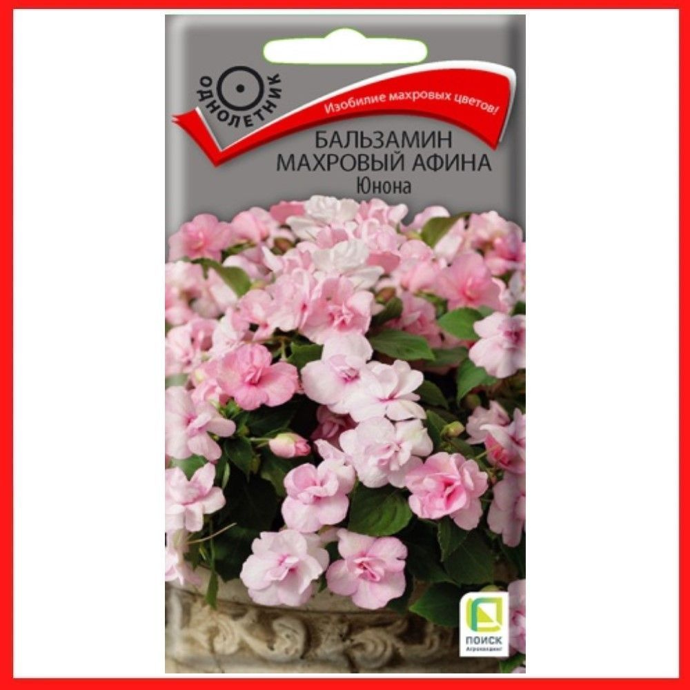 Бальзамины однолетние ПОИСК Агрохолдинг Бальзамин Том Самб_светло ...