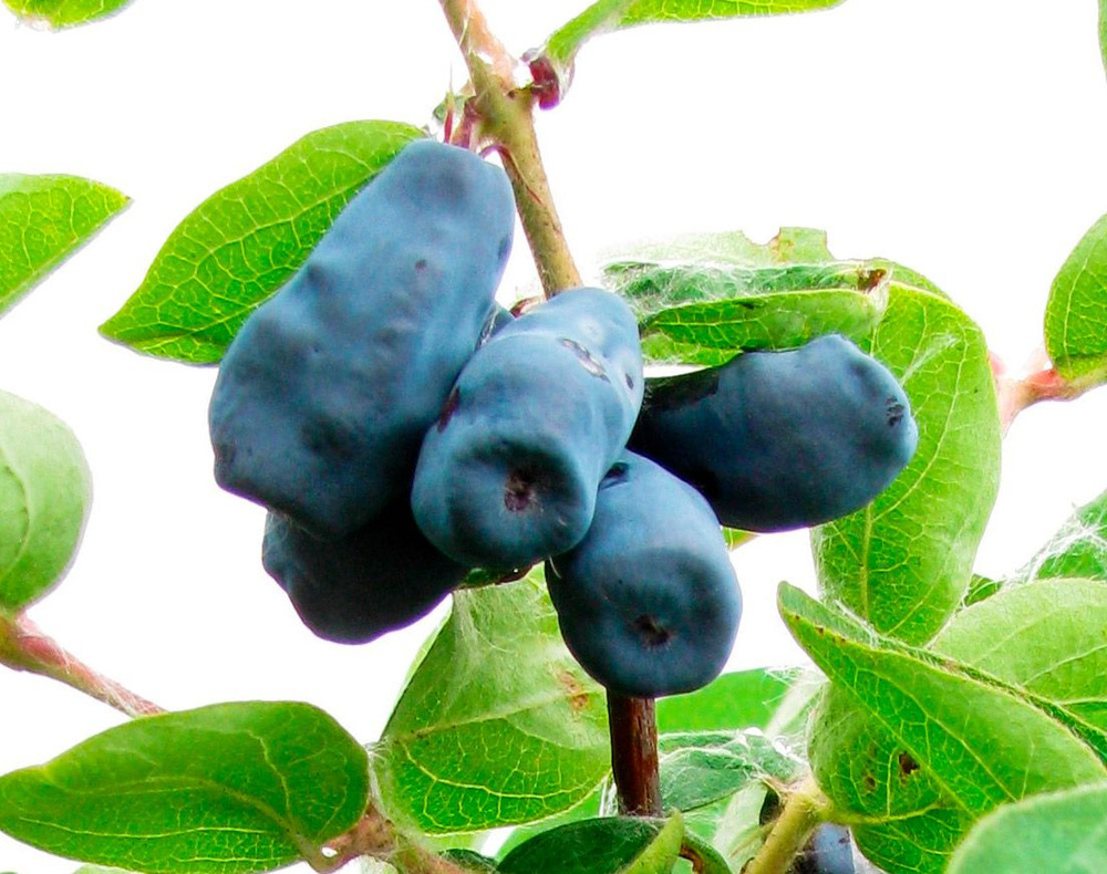 Жимолость съедобная Трое друзей - Саженец/ОКС - купить с доставкой по ...