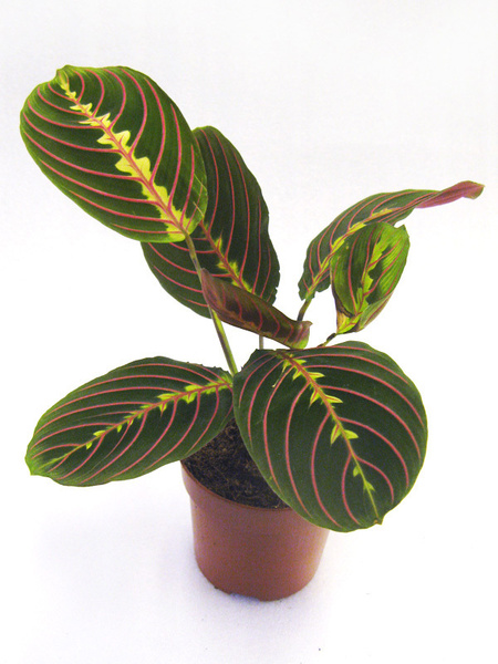 Маранта Триколор d12 купить на OZON по низкой цене (1048687899)