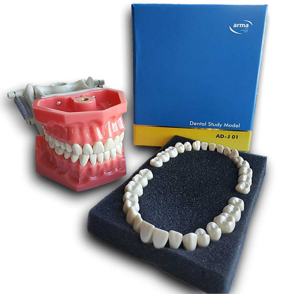 Учебная Модель Челюсти (стоматологический фантом) Arma Dental Study ...