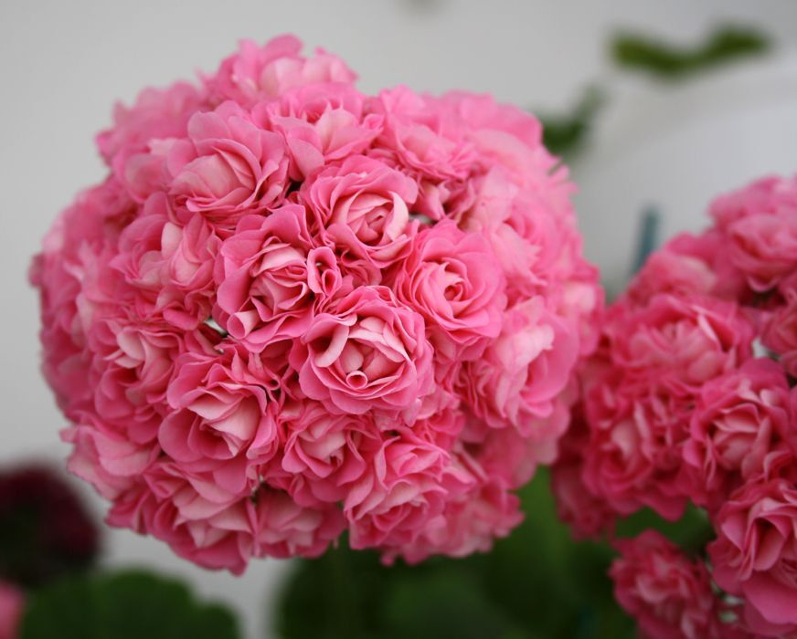 Пеларгония розебудная Swanland Pink (Australian Pink Rosebud) Пинк ...