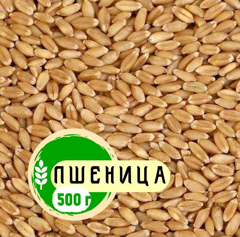 Пшеница зерно купить с доставкой по выгодным ценам в интернет
