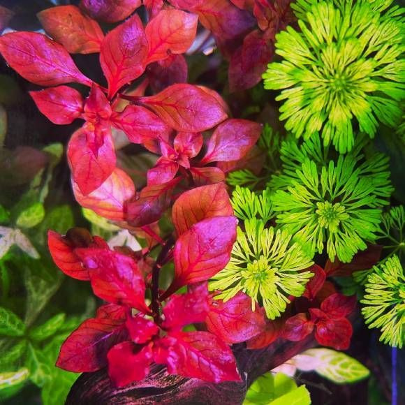 Людвигия Супер Красная мини - Ludwigia Super Red mini (3 ветки). Живое ...