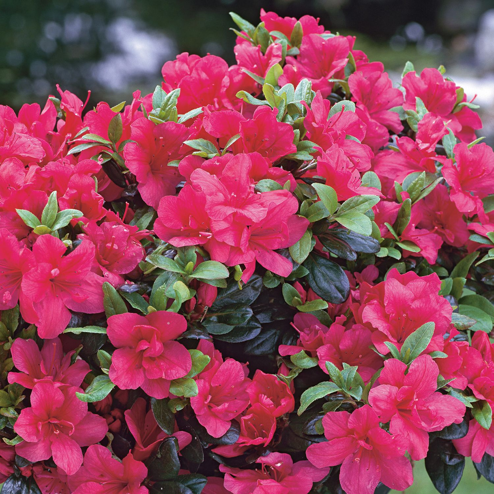 Азалия японская Марушка - купить с доставкой по выгодным ценам в ...