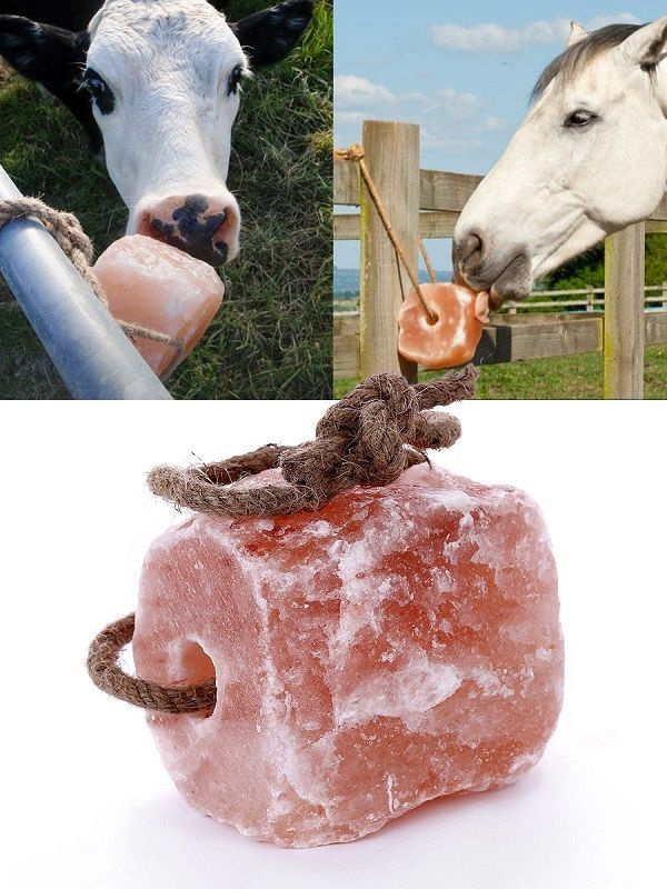 Лизунец гималайская соль для животных кусок 1-1,35 кг на веревке ...