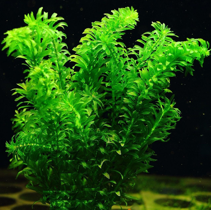 Элодея Денса (Elodea densa).Аквариумное растение. - купить с доставкой ...