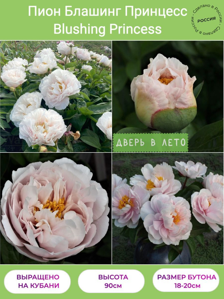 Пион Многолетний Блашинг Принцесс Сажанец Blushing Princess УРОЖАЙ 2023 ...