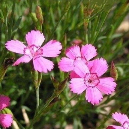 Гвоздики многолетние Deodar SEEDS COMPANY Декоративные_Гвоздика ...