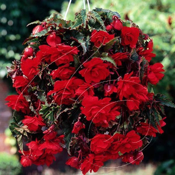 Бегония Пендула Каскад Скарлет(Cascade scarlet) купить на OZON по ...