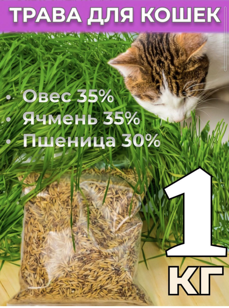 трава для кошек семенарус - купить по выгодным ценам в интернет ...