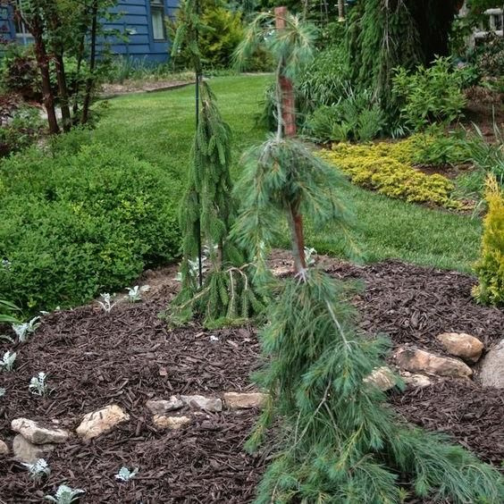 Саженец Ель обыкновенная Dr Baranski, С5 (5 литров) ЗКС купить на OZON ...