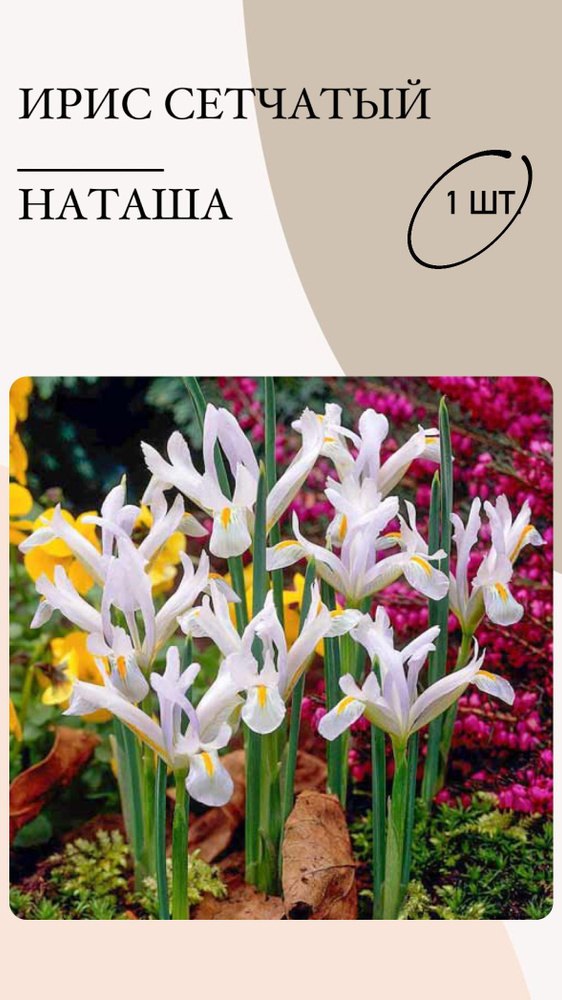 Луковицы Ирисы, Ирис сетчатый или иридодиктиум купить по выгодной цене ...