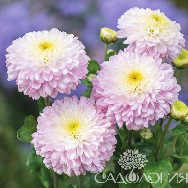 Хризантема мультифлора, комплект из 5-ти сортов №2 - купить с доставкой ...