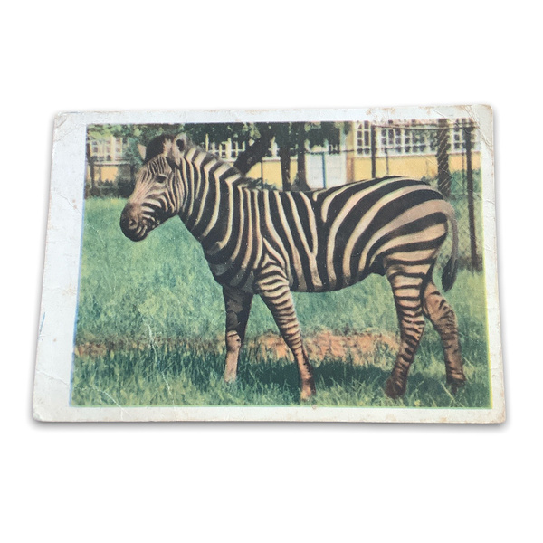 Открытка почтовая СССР ИЗОГИЗ Зебра 1959 год. купить на OZON по низкой цене (3059760121)