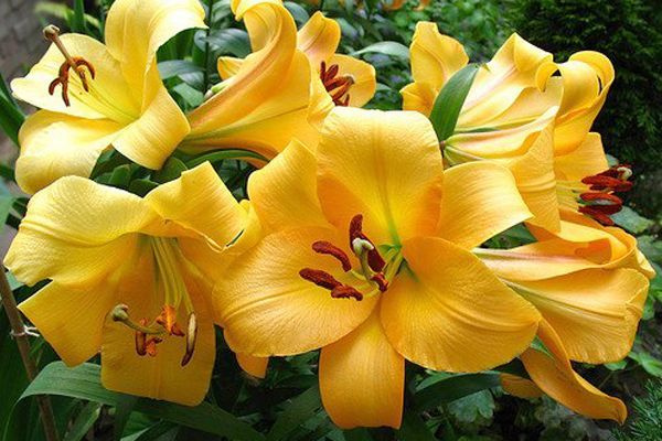 Саженцы Лилия ОТ-гибрид Салтарелло ( 2 года , C2 , 20-60 см ) купить на ...