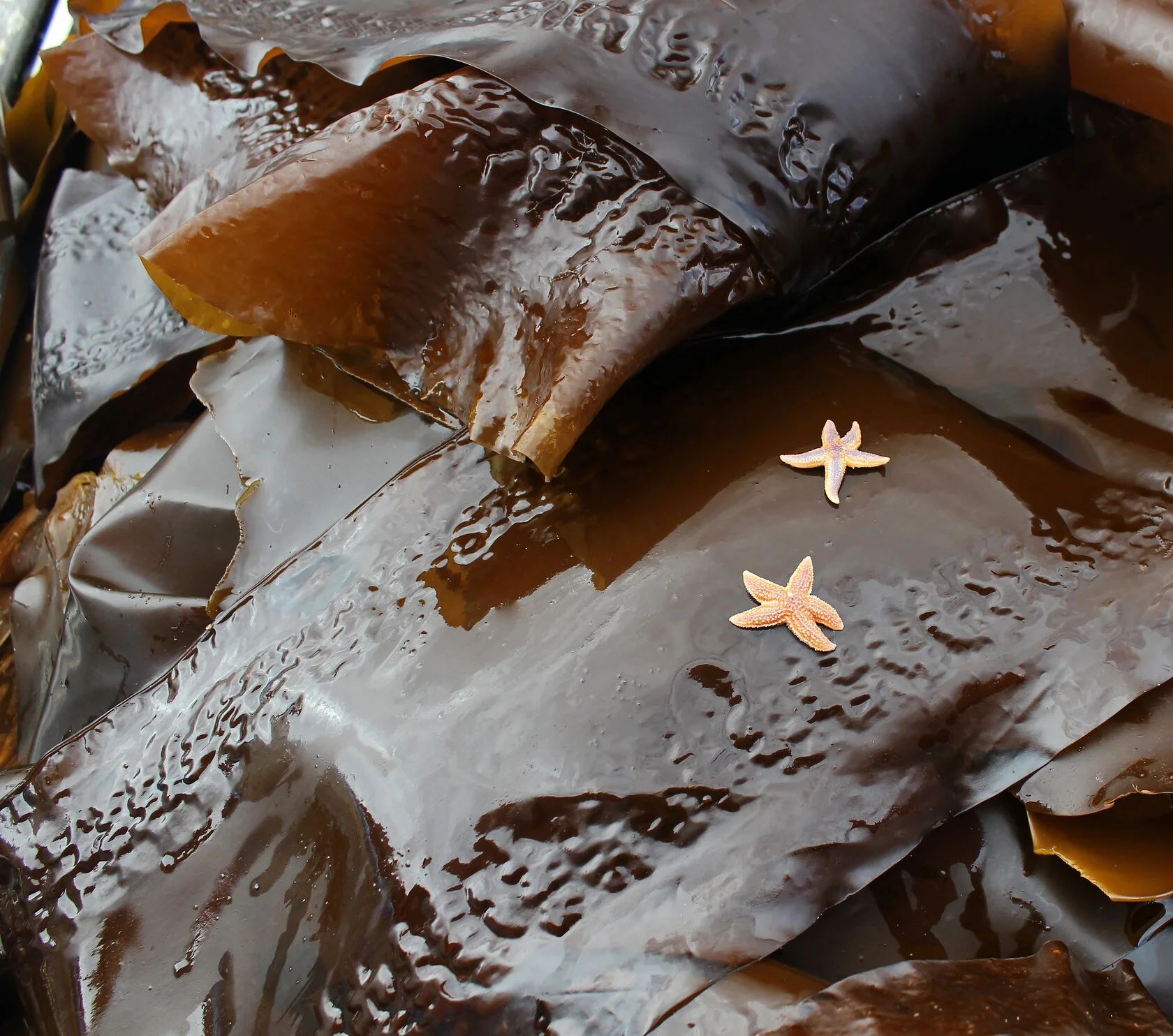 Ламинария + фукус дробленые, келп,kelp - купить с доставкой по выгодным ...