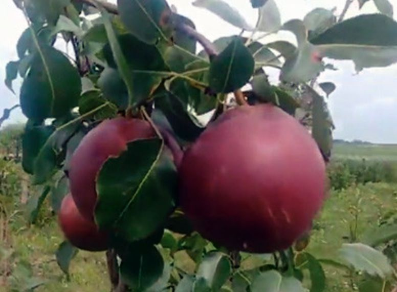 ГРУША РЕД ВИЛЬЯМС (RED WILLIAMS Красномясая) - купить с доставкой по ...